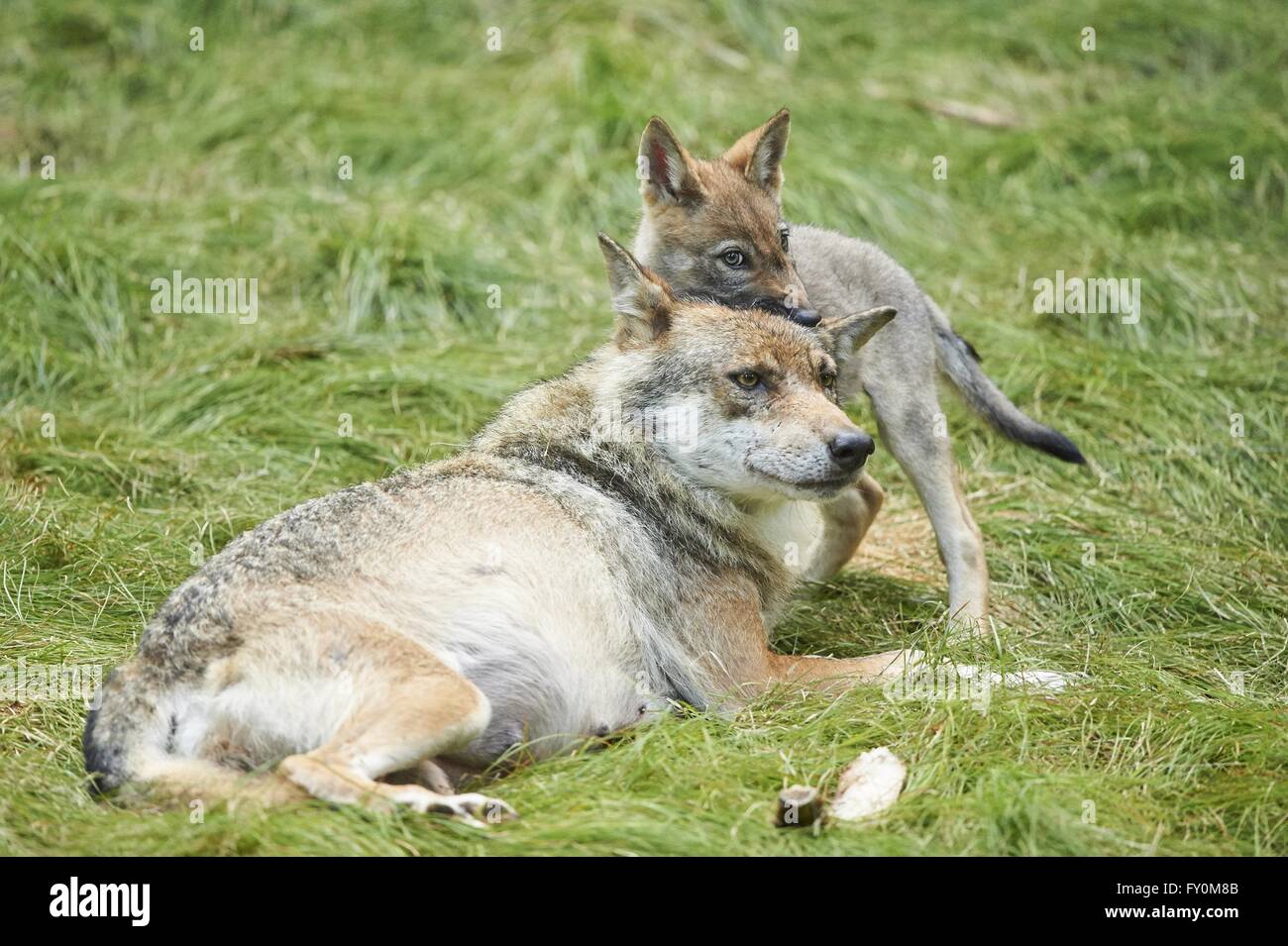 Baby grey wolf hi-res stock photography and images - Alamy