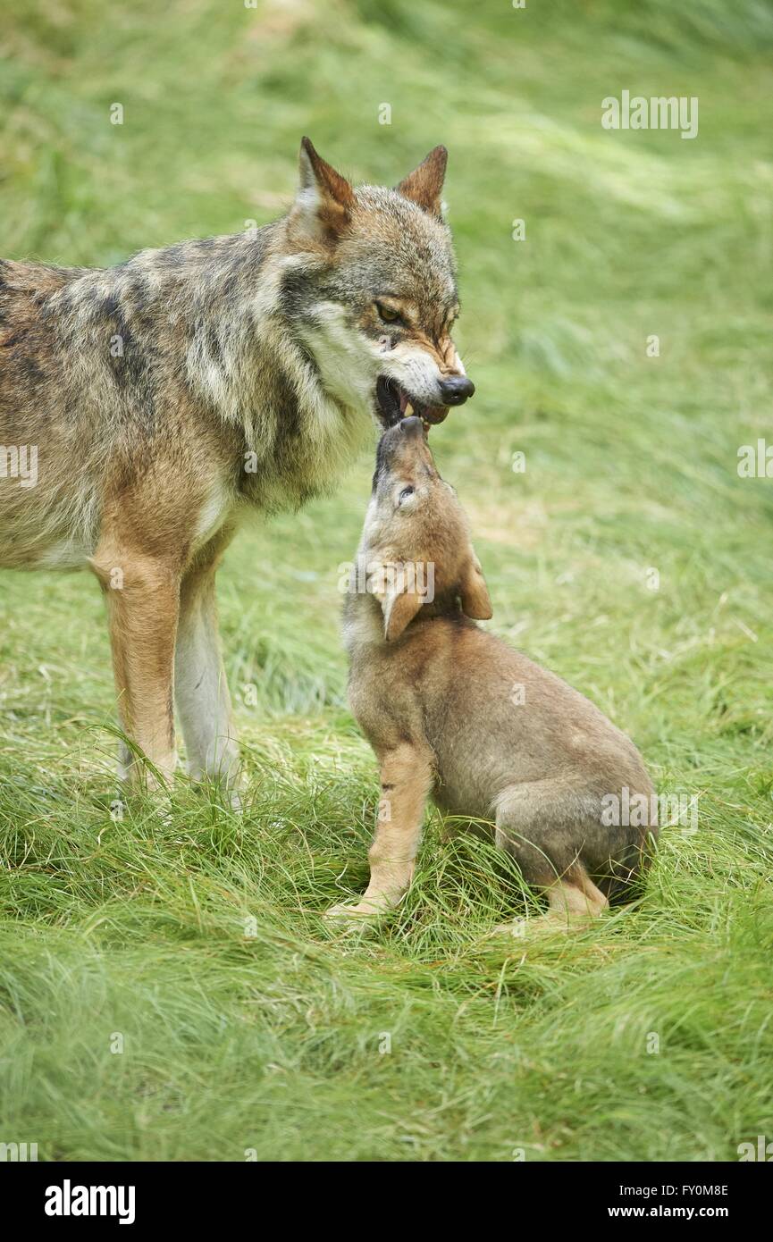 Eurasian baby babies hi-res stock photography and images - Alamy