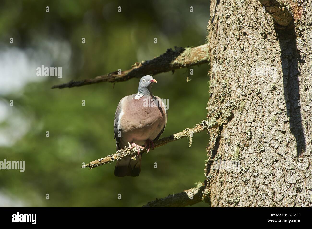 Culver culvers bird birds hi-res stock photography and images - Alamy
