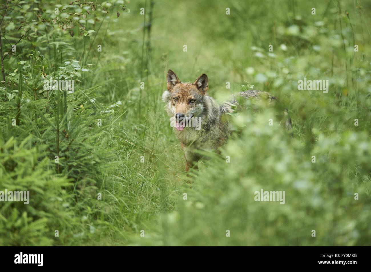 Eurasian wolf wild hi-res stock photography and images - Alamy
