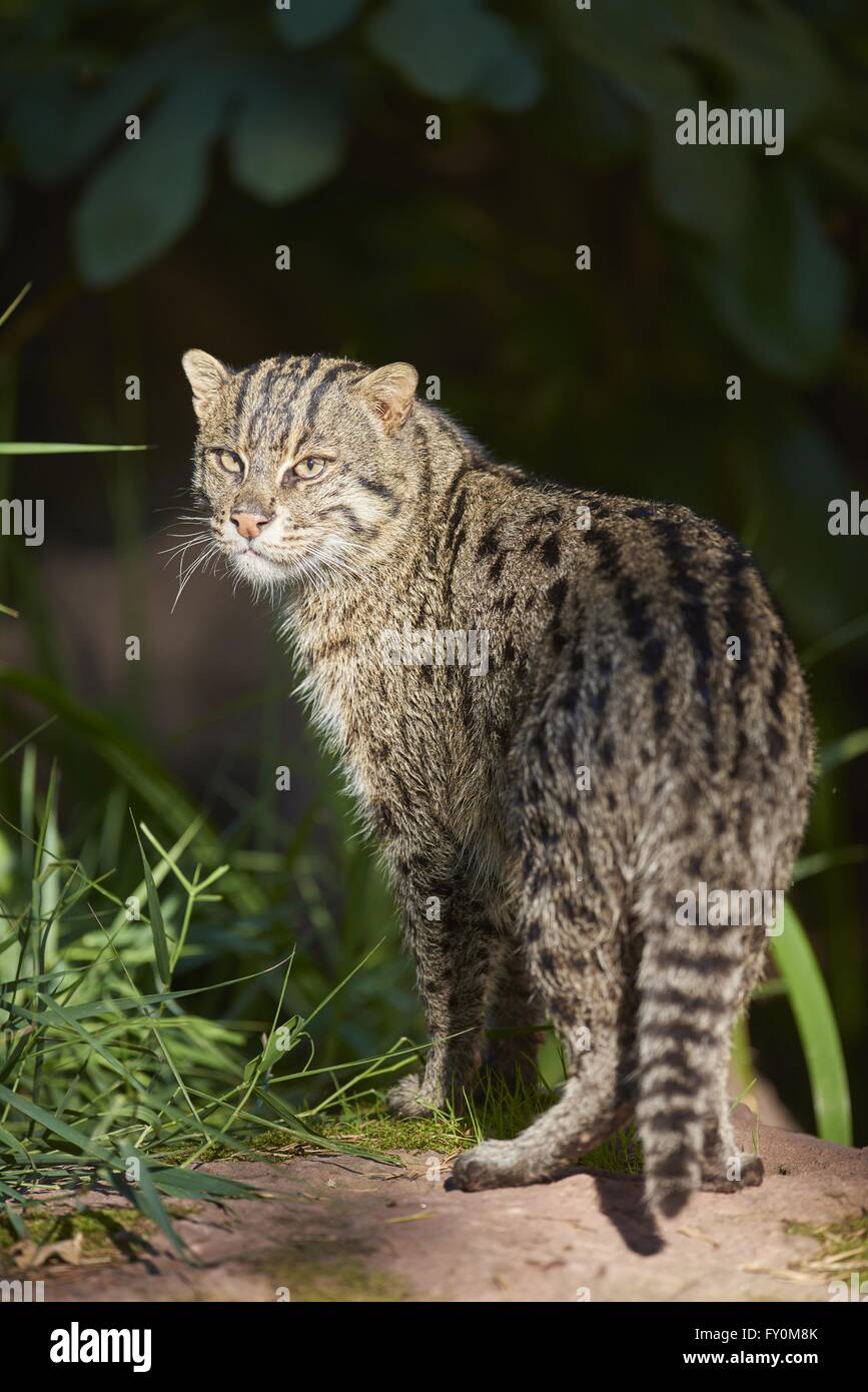 Fishing cats hi-res stock photography and images - Alamy