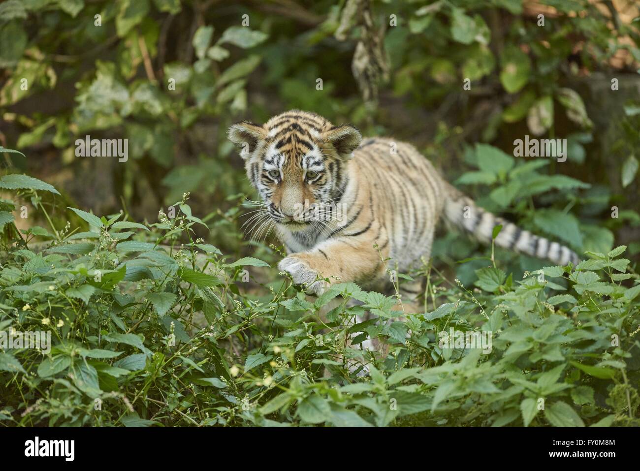 Tiger moving hi-res stock photography and images - Alamy