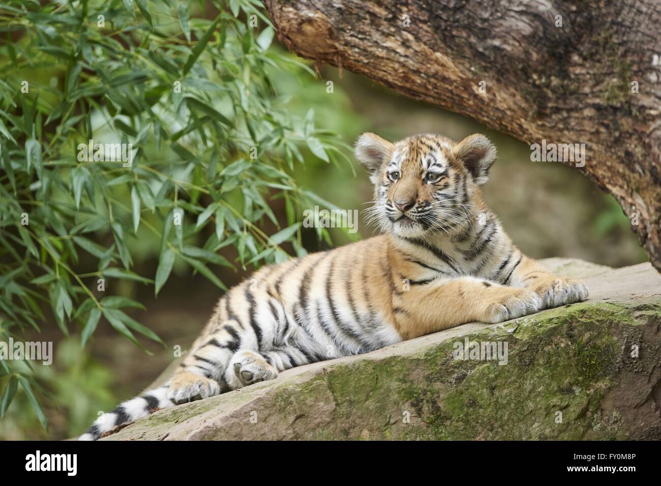 North korean wildlife hi-res stock photography and images - Alamy
