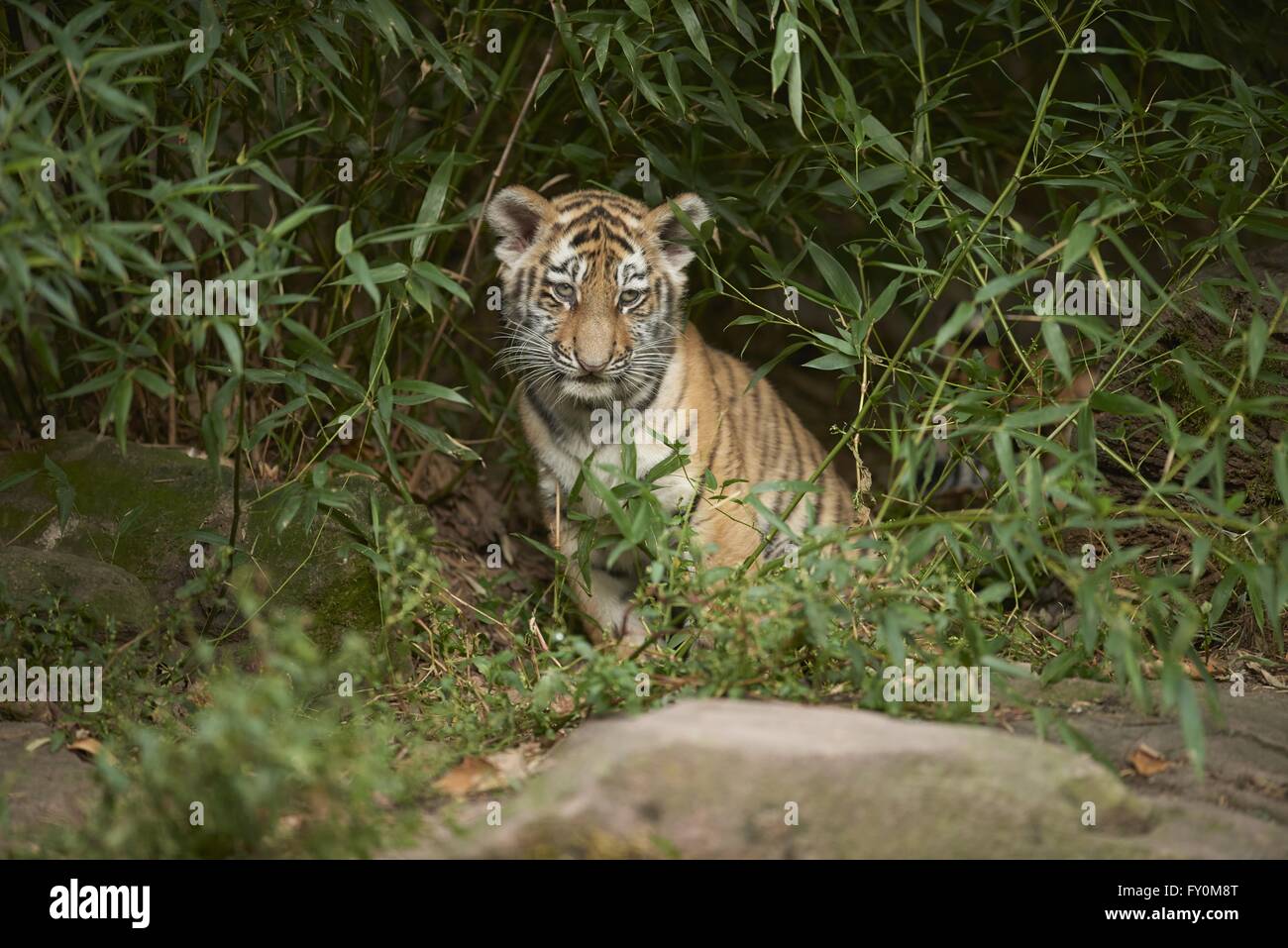 North korean wildlife hi-res stock photography and images - Alamy