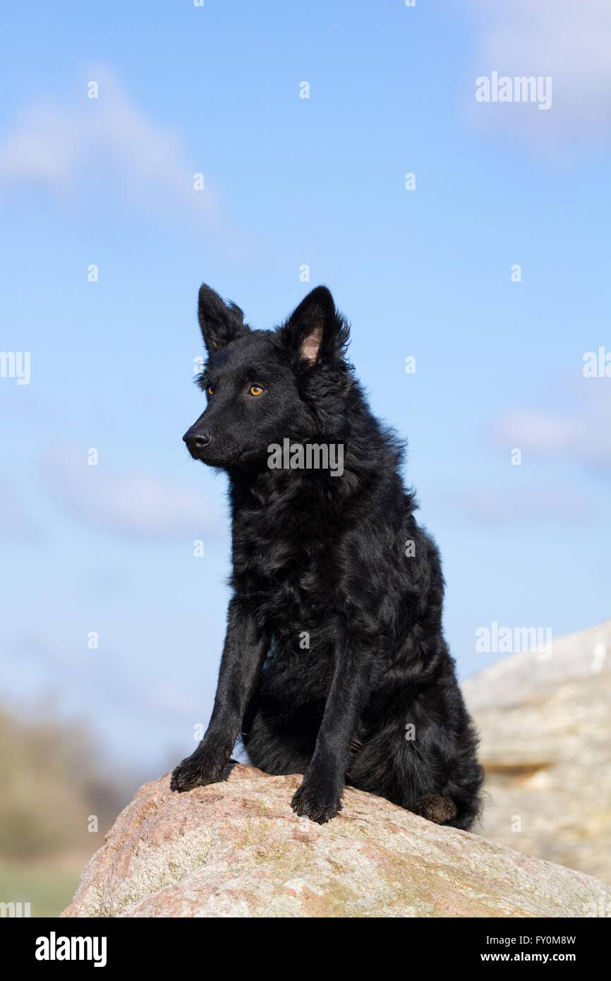 Mudi breed hi-res stock photography and images - Alamy