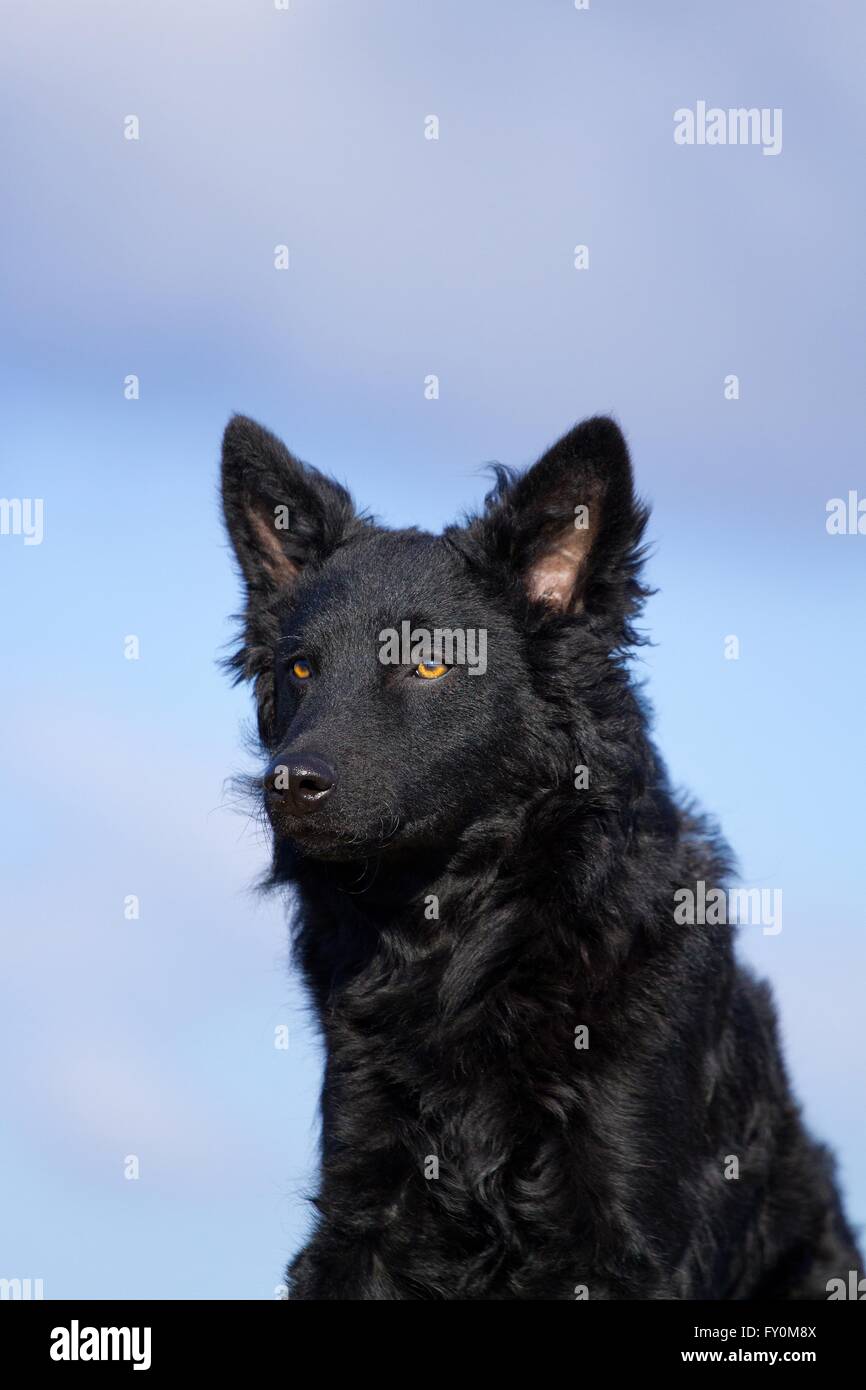Mudi breed hi-res stock photography and images - Alamy