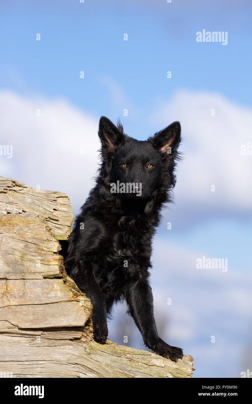 Mudi breed hi-res stock photography and images - Alamy