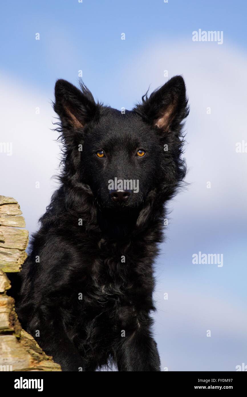 Mudis hi-res stock photography and images - Alamy