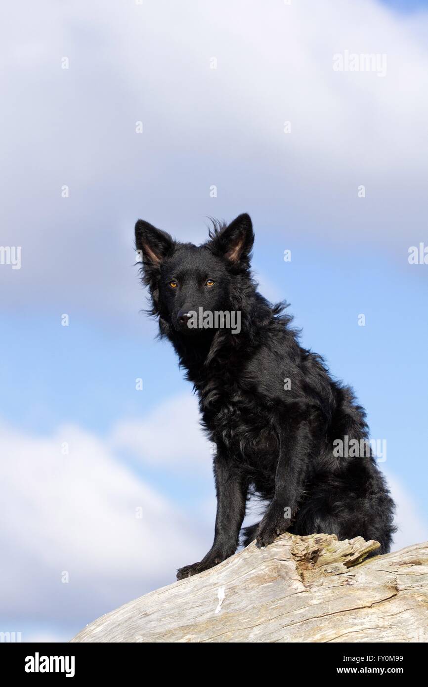 Mudis hi-res stock photography and images - Alamy