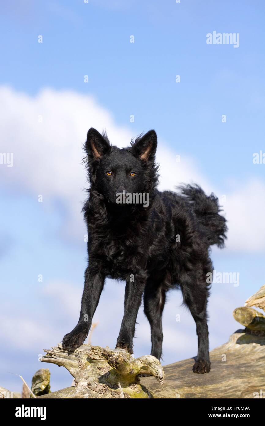 Mudis hi-res stock photography and images - Alamy