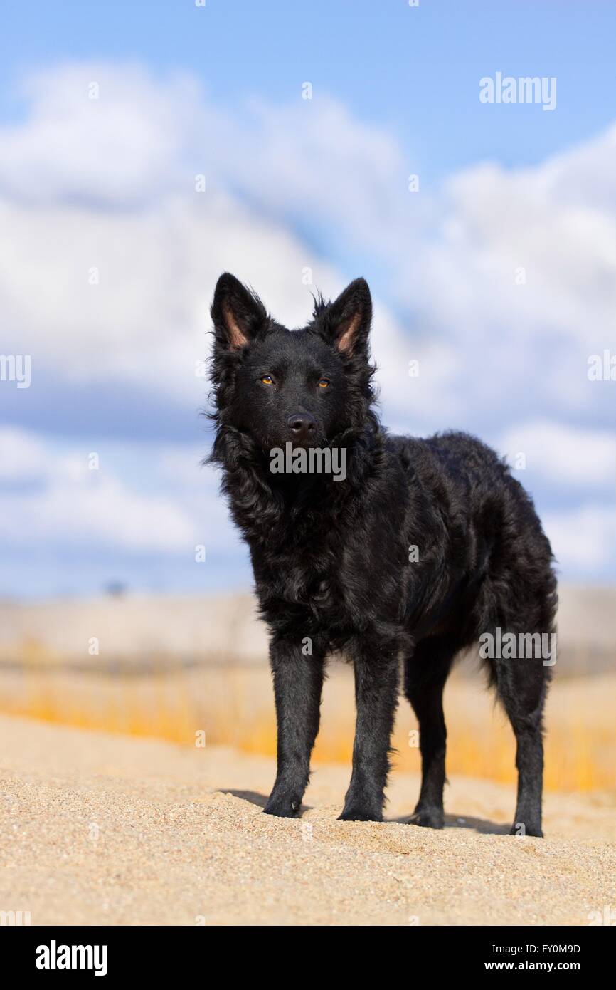 Mudis hi-res stock photography and images - Alamy