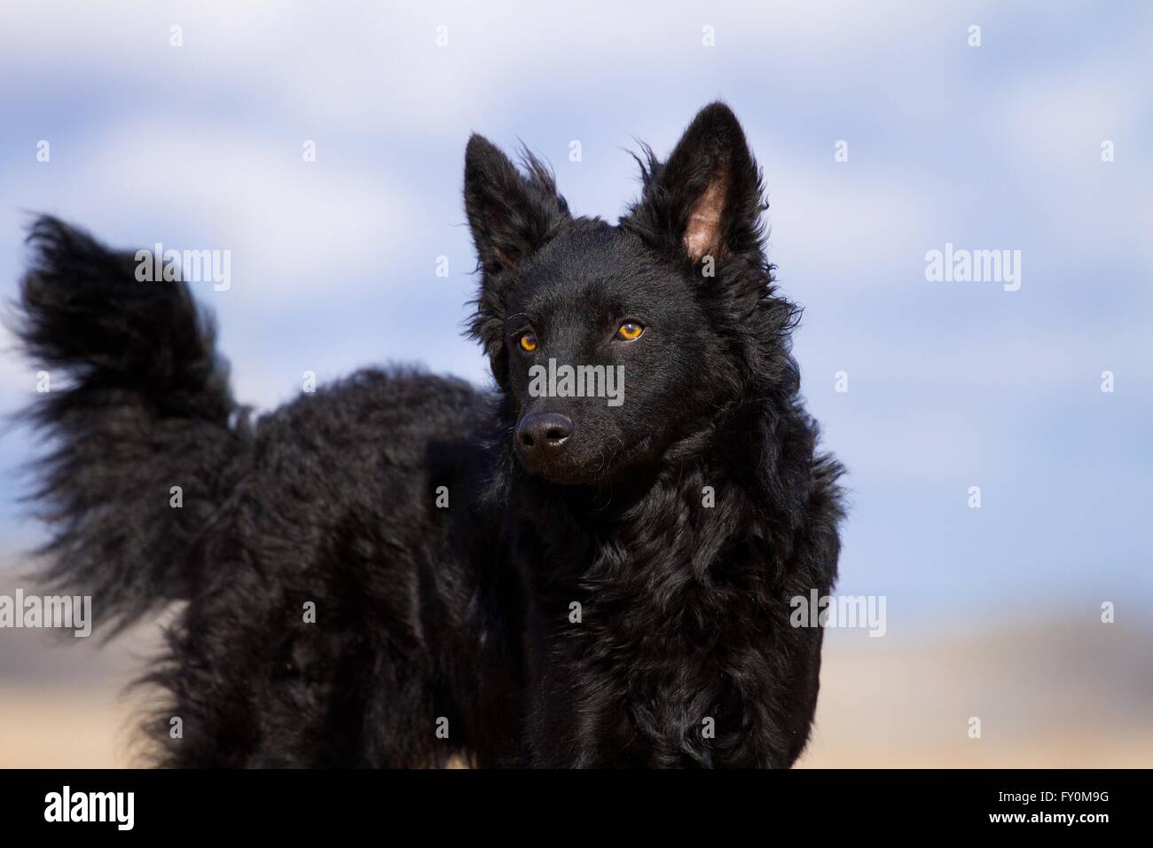 Mudi breed hi-res stock photography and images - Alamy