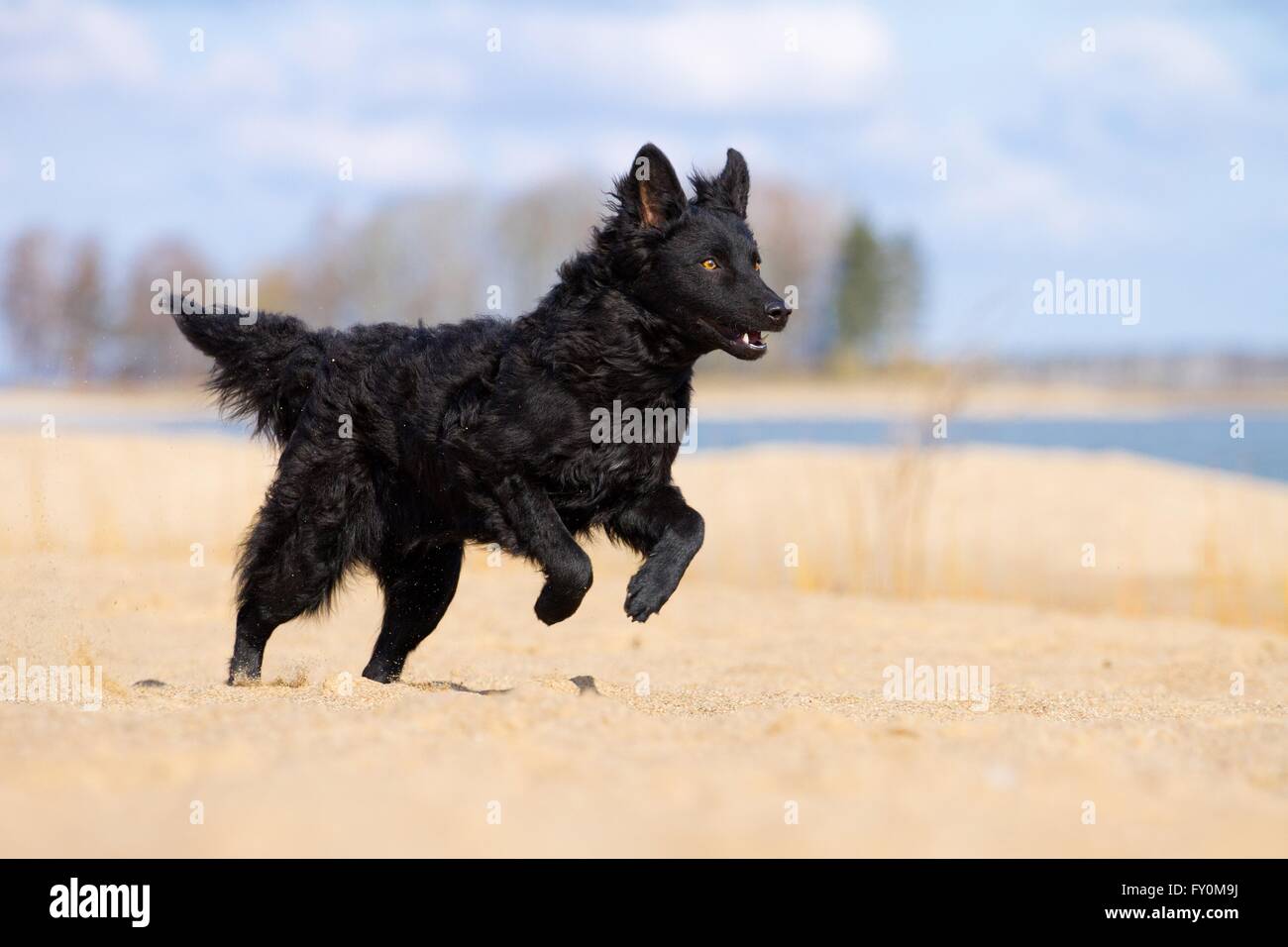 Mudis hi-res stock photography and images - Alamy