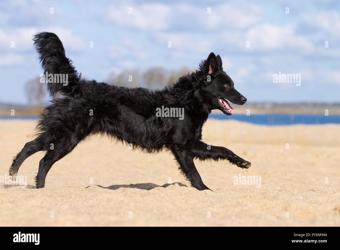 Mudis hi-res stock photography and images - Alamy