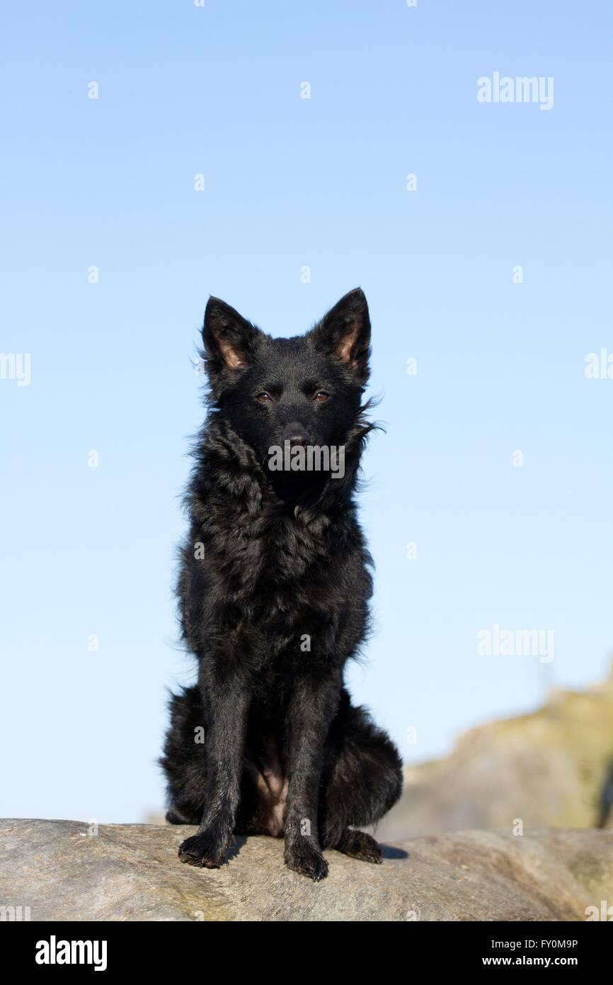 Mudis hi-res stock photography and images - Alamy