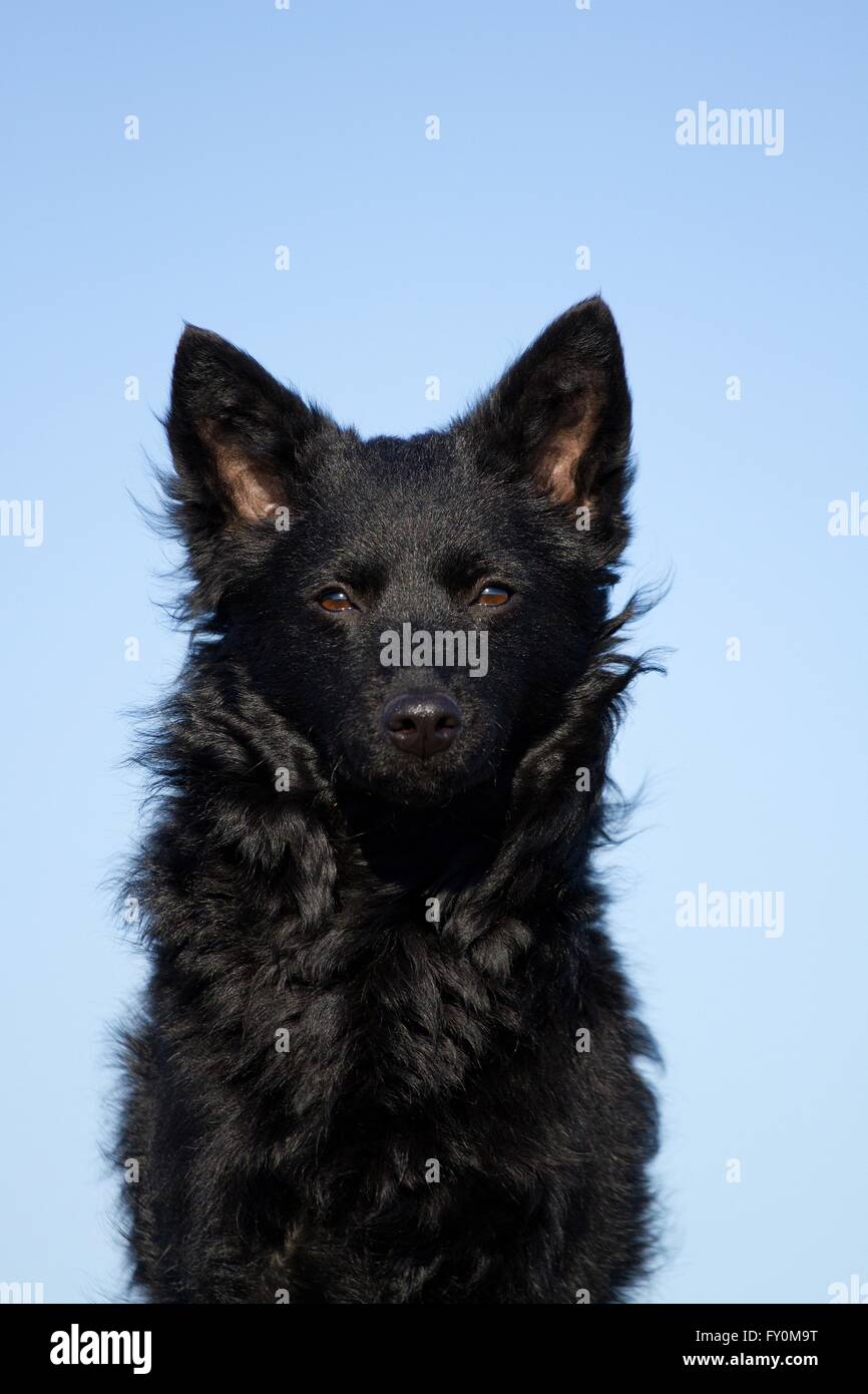 Mudis hi-res stock photography and images - Alamy