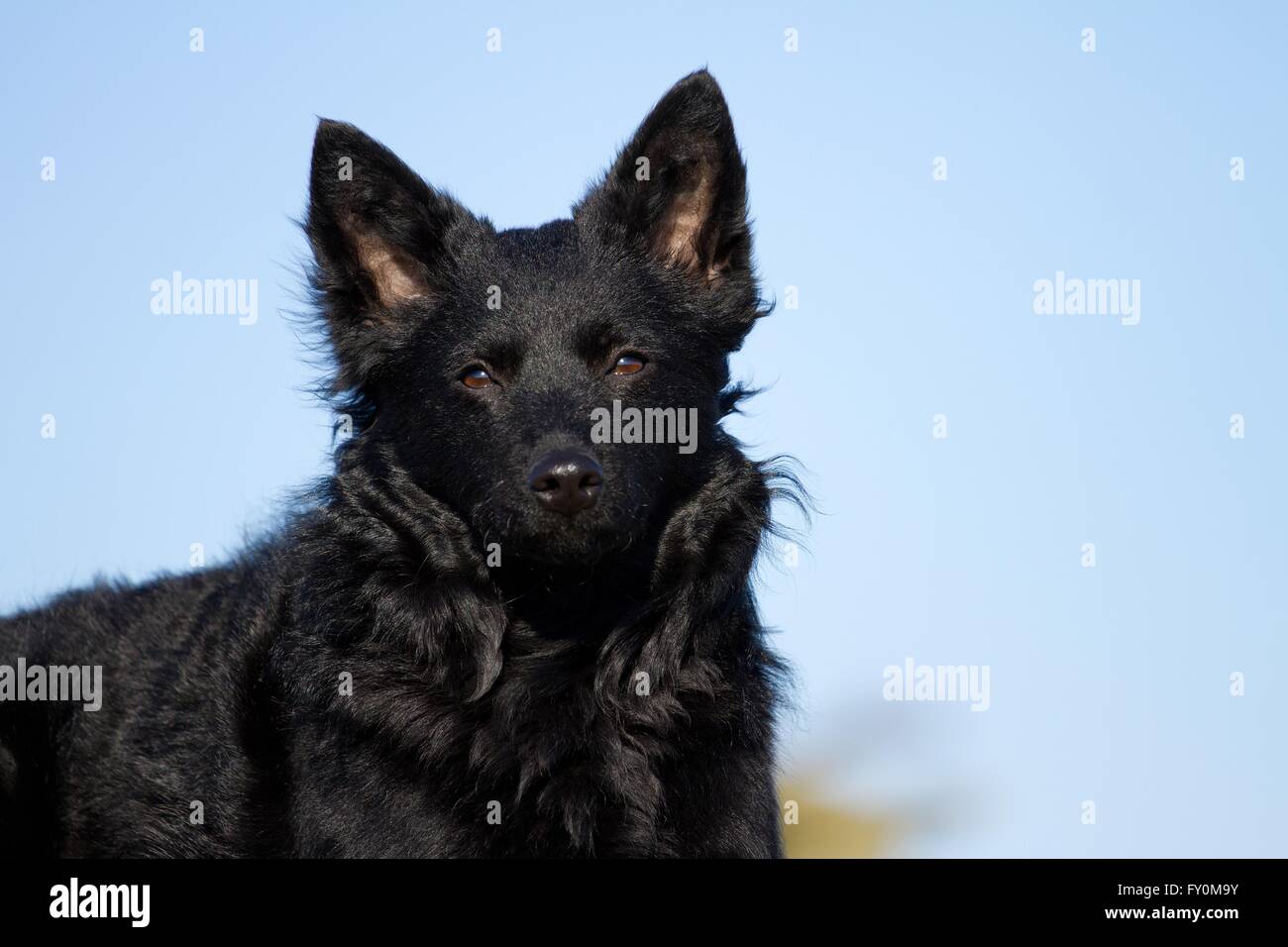 Mudis hi-res stock photography and images - Alamy