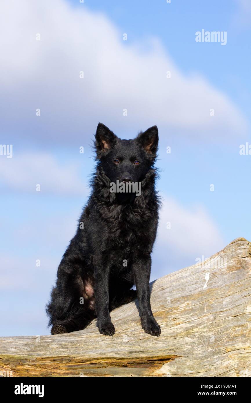 Mudis hi-res stock photography and images - Alamy