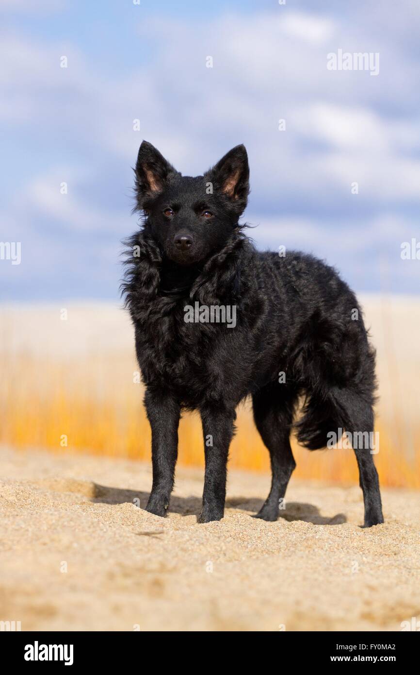 Mudis hi-res stock photography and images - Alamy