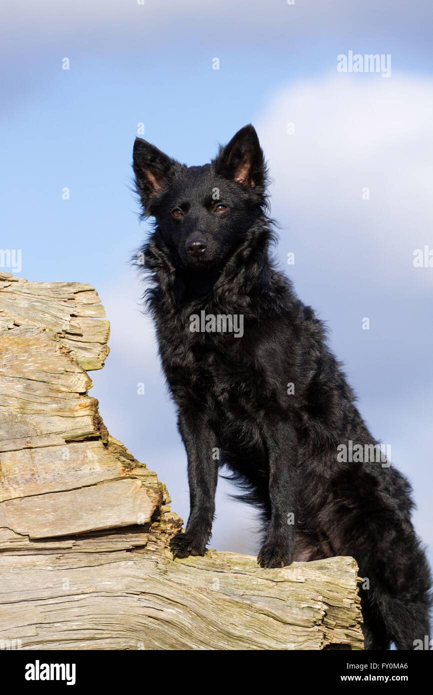 Mudis hi-res stock photography and images - Alamy