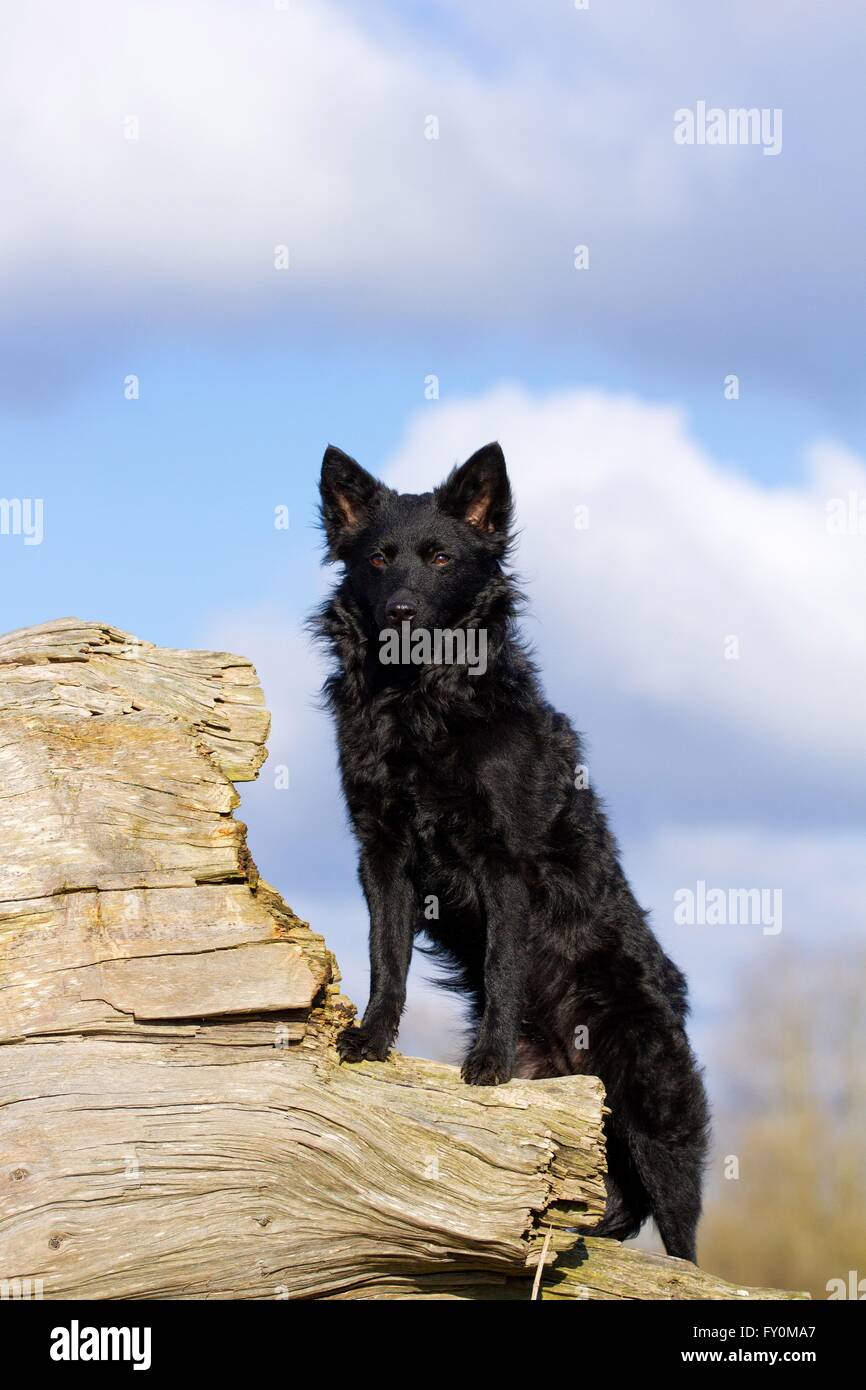 Mudis hi-res stock photography and images - Alamy