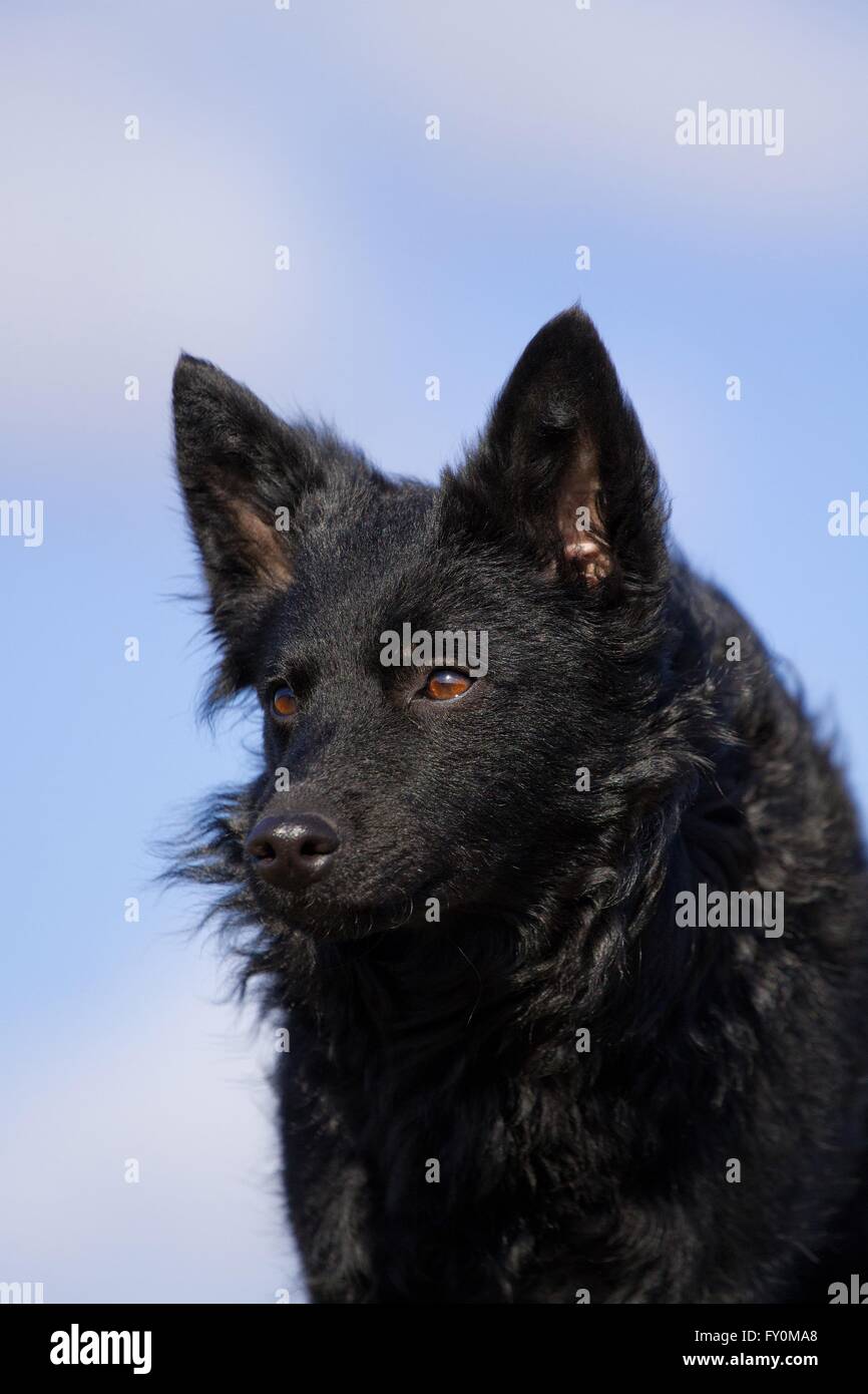 Mudis hi-res stock photography and images - Alamy