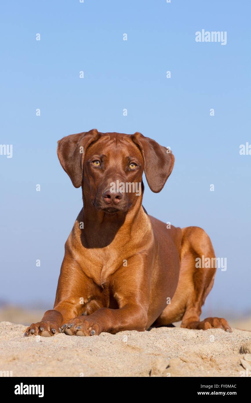lying Rhodesian Ridgeback Stock Photo - Alamy
