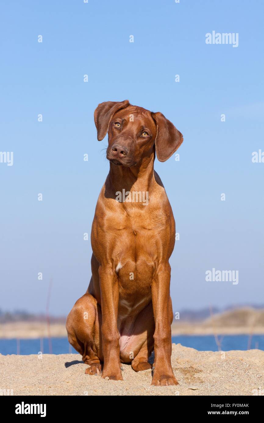 sitting Rhodesian Ridgeback Stock Photo - Alamy