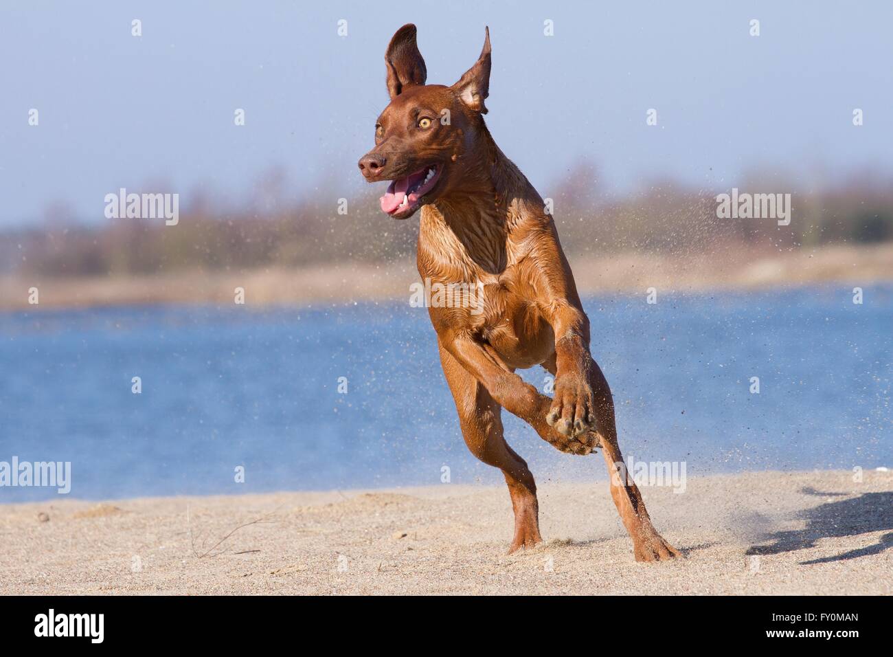 running Rhodesian Ridgeback Stock Photo - Alamy