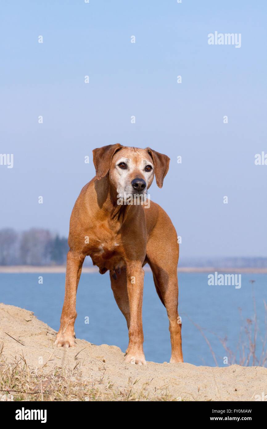 standing Rhodesian Ridgeback Stock Photo - Alamy