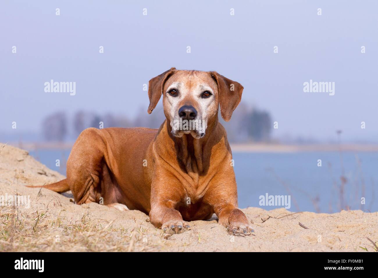 lying Rhodesian Ridgeback Stock Photo - Alamy