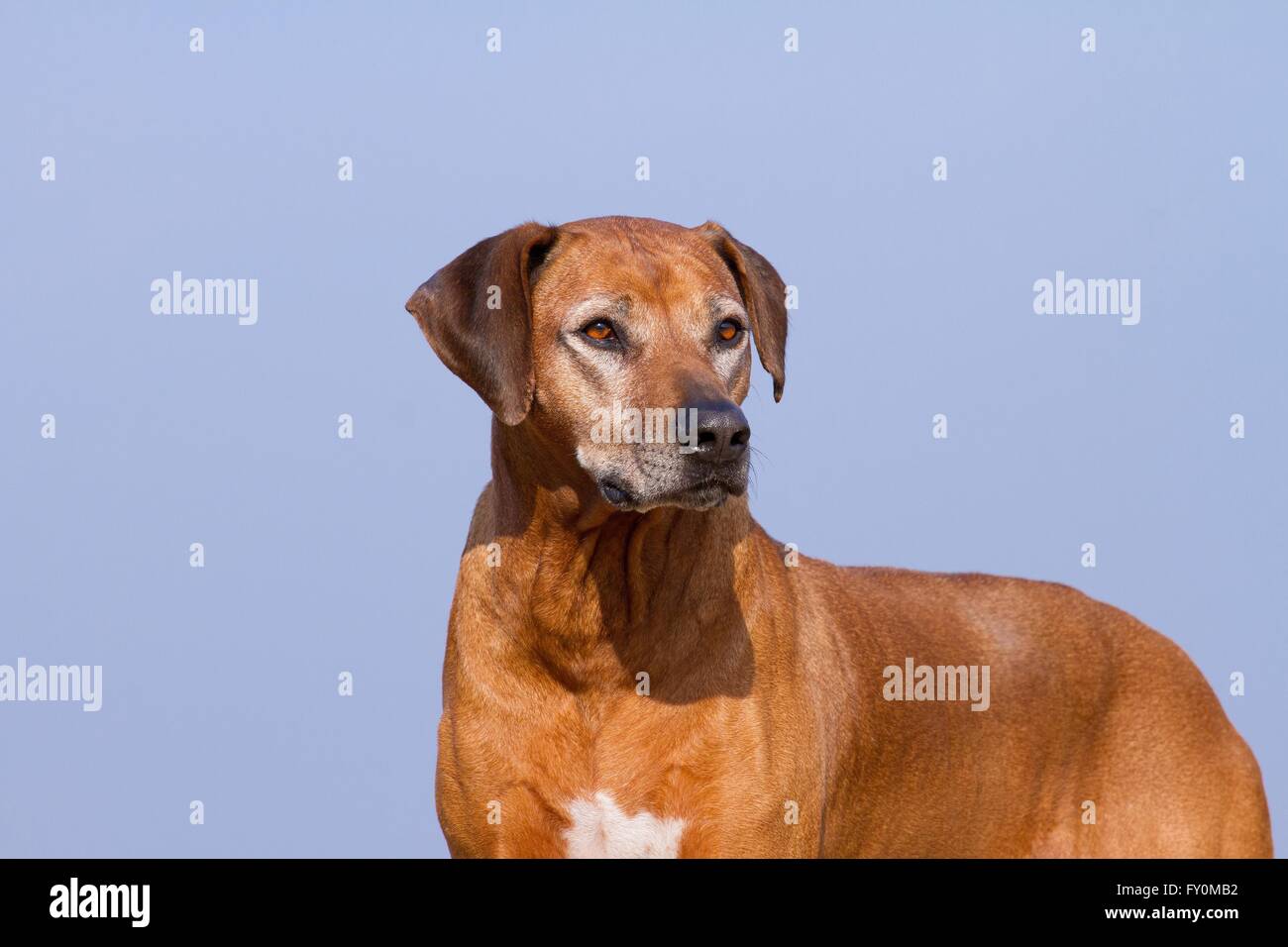 Rhodesian Ridgeback Portrait Stock Photo - Alamy