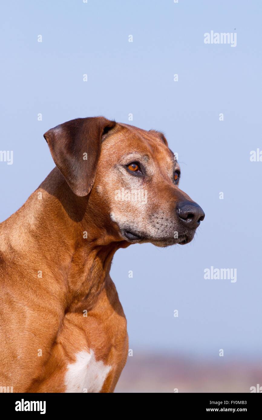 Rhodesian Ridgeback Portrait Stock Photo - Alamy