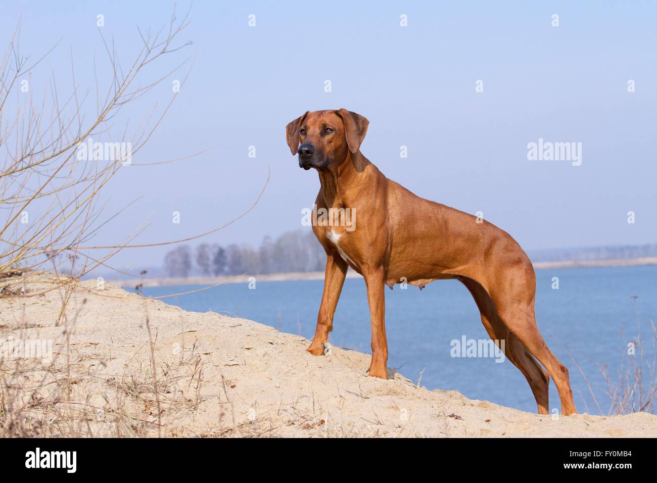 standing Rhodesian Ridgeback Stock Photo - Alamy