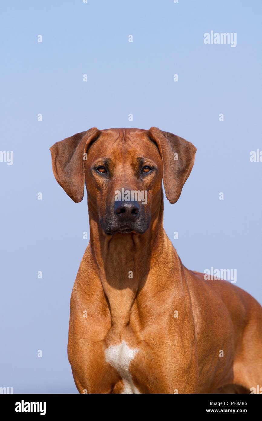Rhodesian Ridgeback Portrait Stock Photo - Alamy