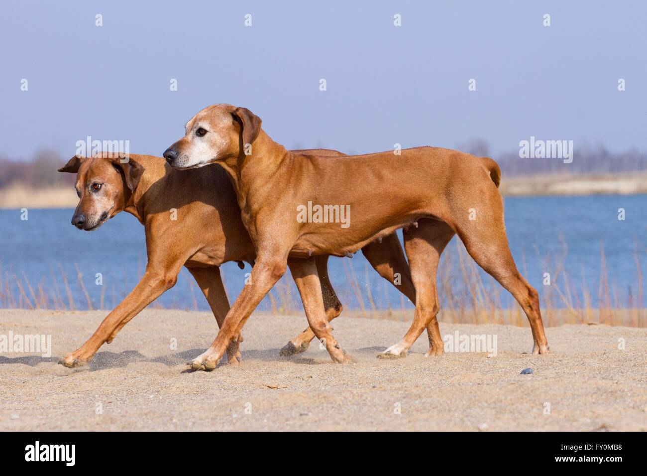 2 Rhodesian Ridgebacks Stock Photo - Alamy