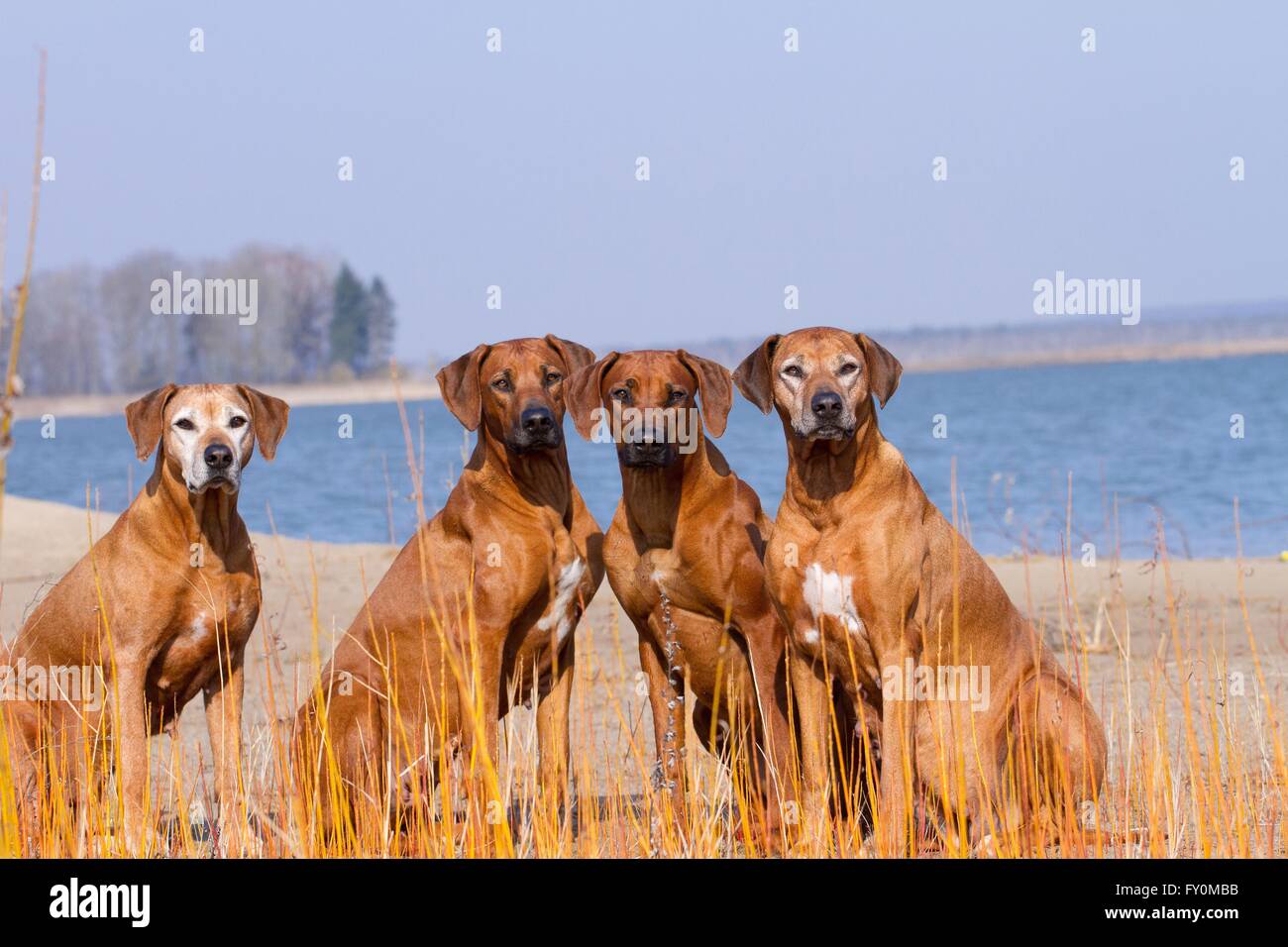 4 Rhodesian Ridgebacks Stock Photo - Alamy