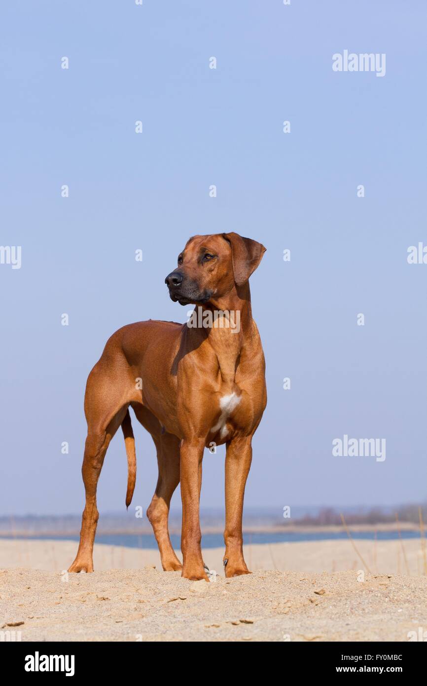 standing Rhodesian Ridgeback Stock Photo - Alamy