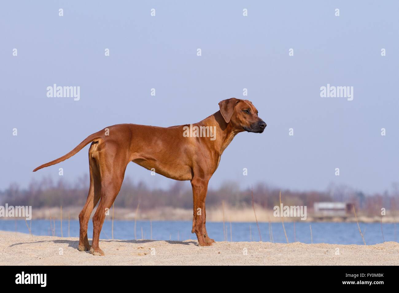 Sporting 1 one single blue sky clear sky horizontal hi-res stock ...