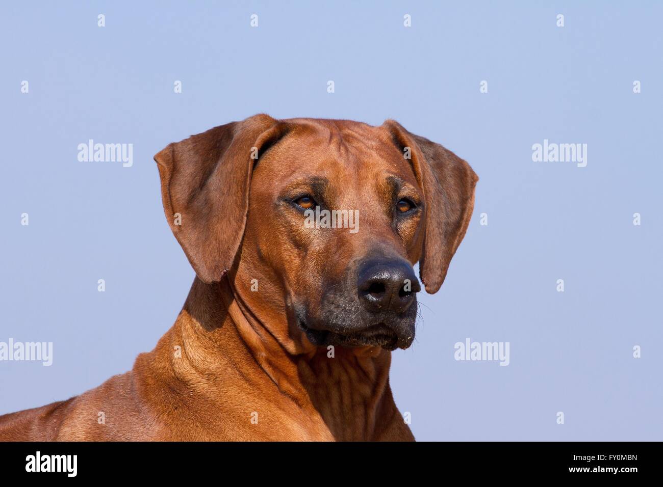 Rhodesian Ridgeback Portrait Stock Photo - Alamy