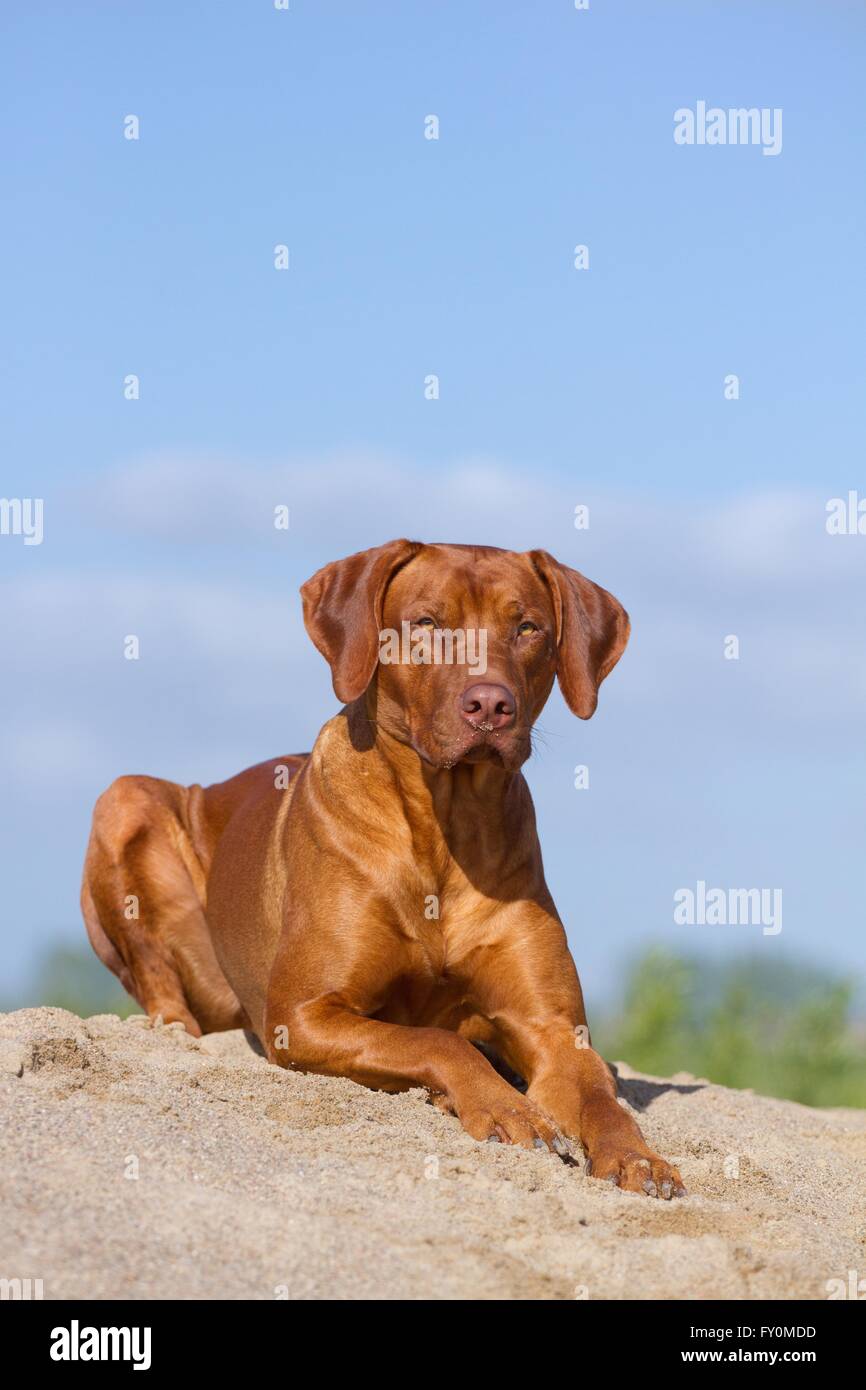 lying Rhodesian Ridgeback Stock Photo - Alamy