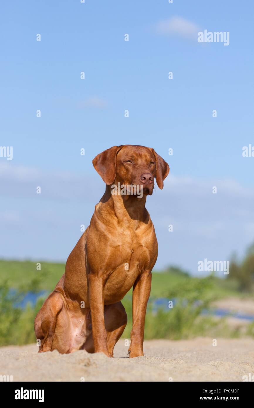 sitting Rhodesian Ridgeback Stock Photo - Alamy