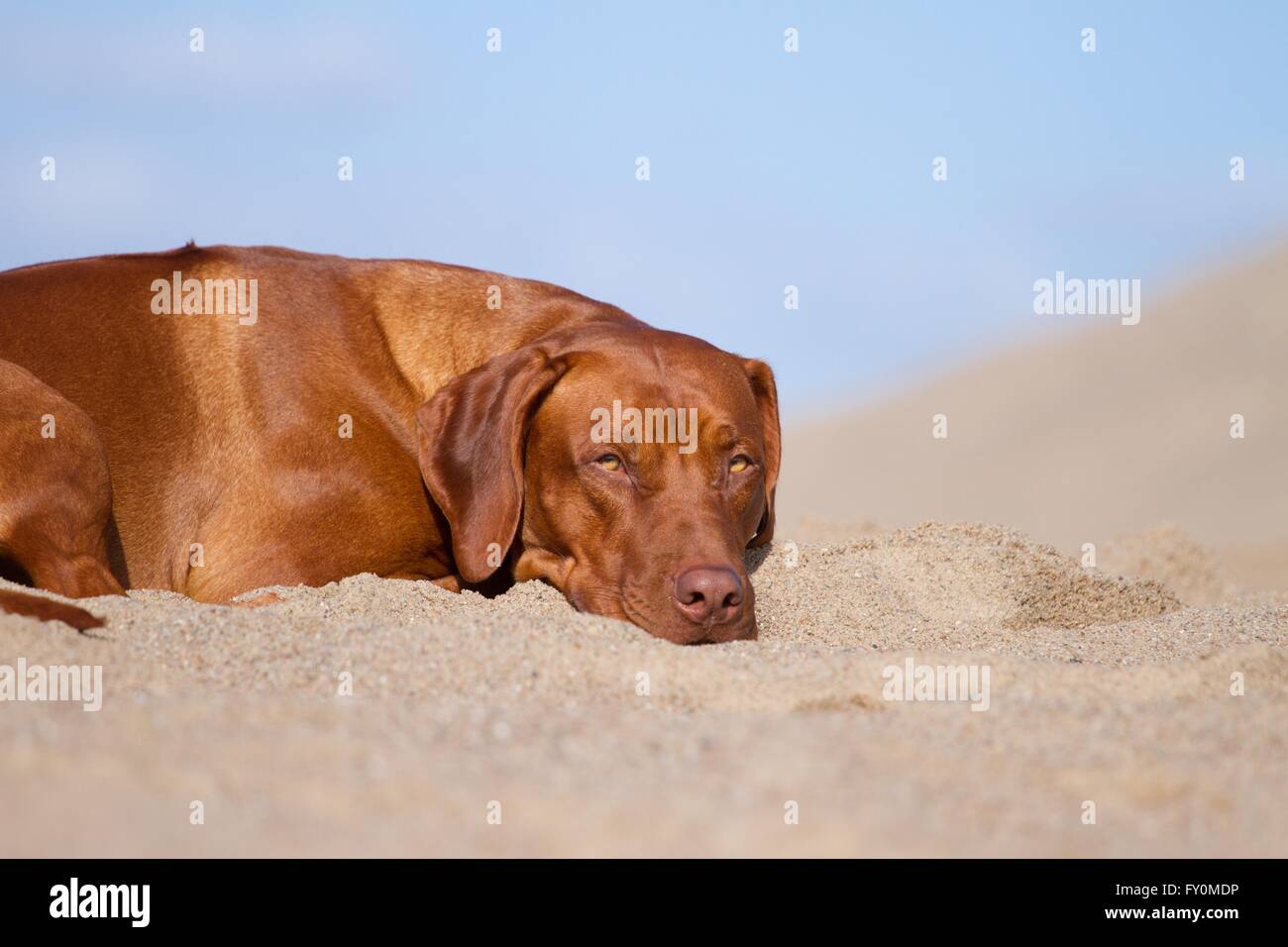 Rhodesian ridgeback dog laying down hi-res stock photography and images ...