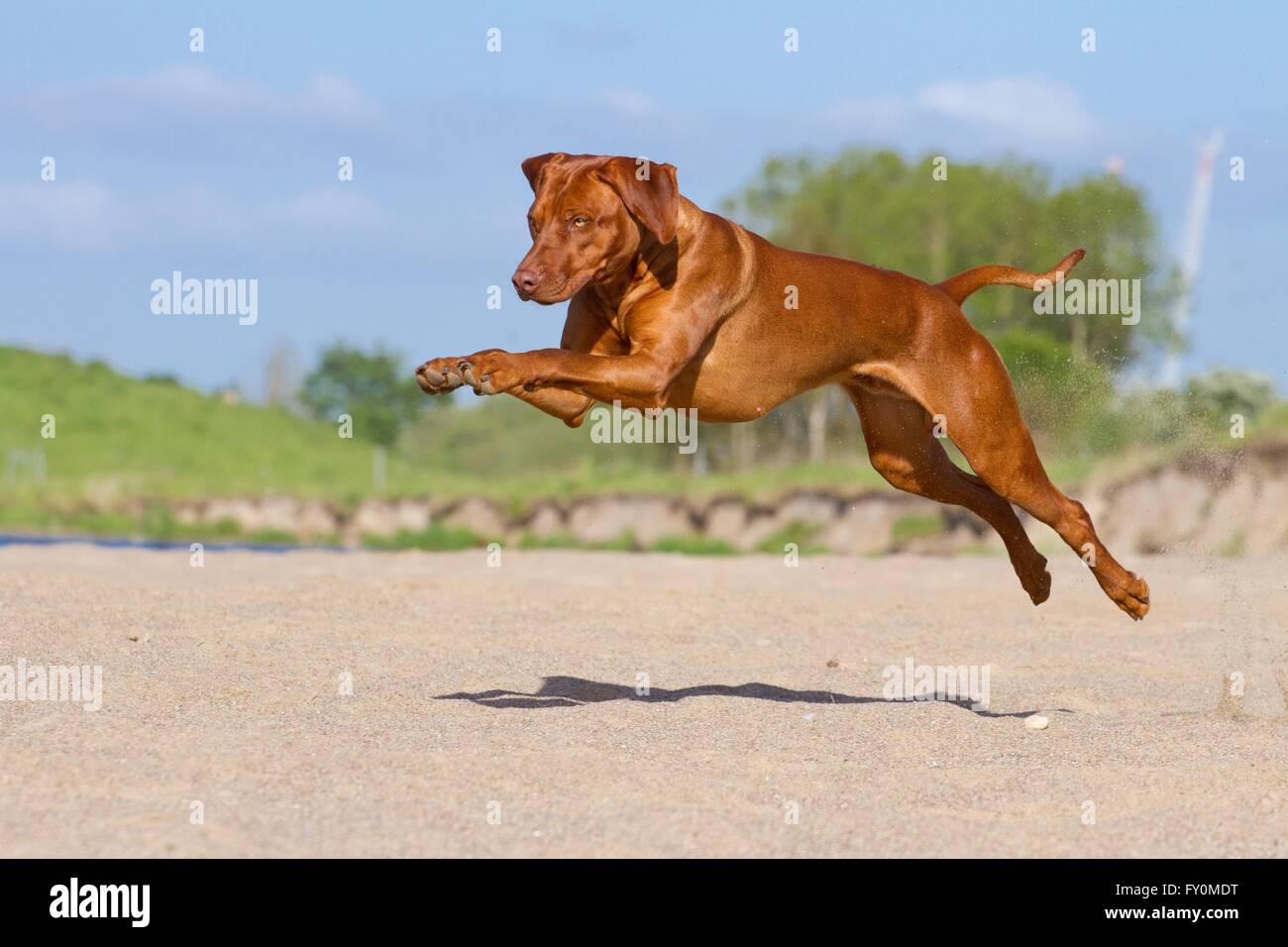 Jumping purebred rhodesian ridgeback hi-res stock photography and ...