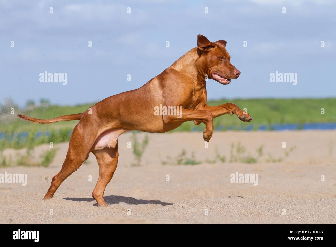 running Rhodesian Ridgeback Stock Photo - Alamy