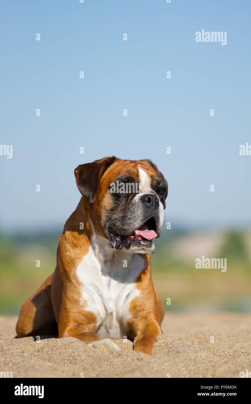 lying German Boxer Stock Photo - Alamy