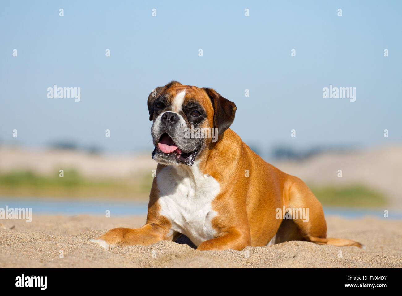 lying German Boxer Stock Photo - Alamy