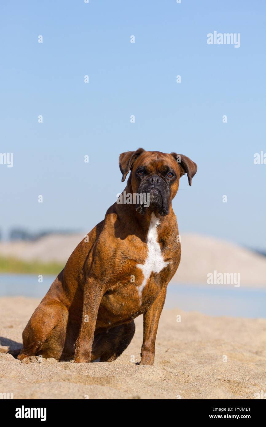 Strand boxer hi-res stock photography and images - Alamy