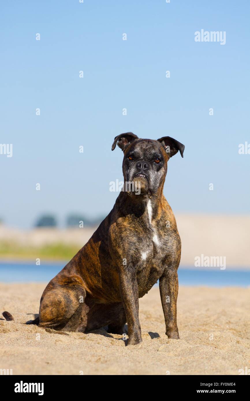 Senior boxer dog hi-res stock photography and images - Alamy