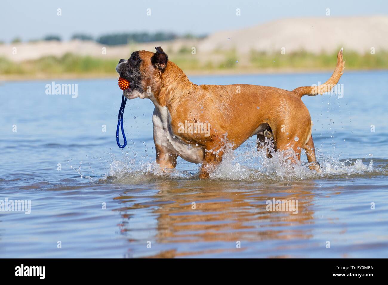playing German Boxer Stock Photo - Alamy